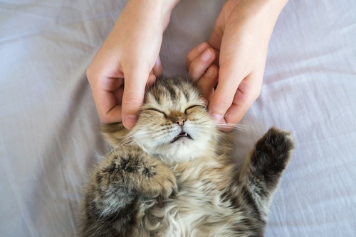 10 Ways to Pamper Your Cat - PD Insurance