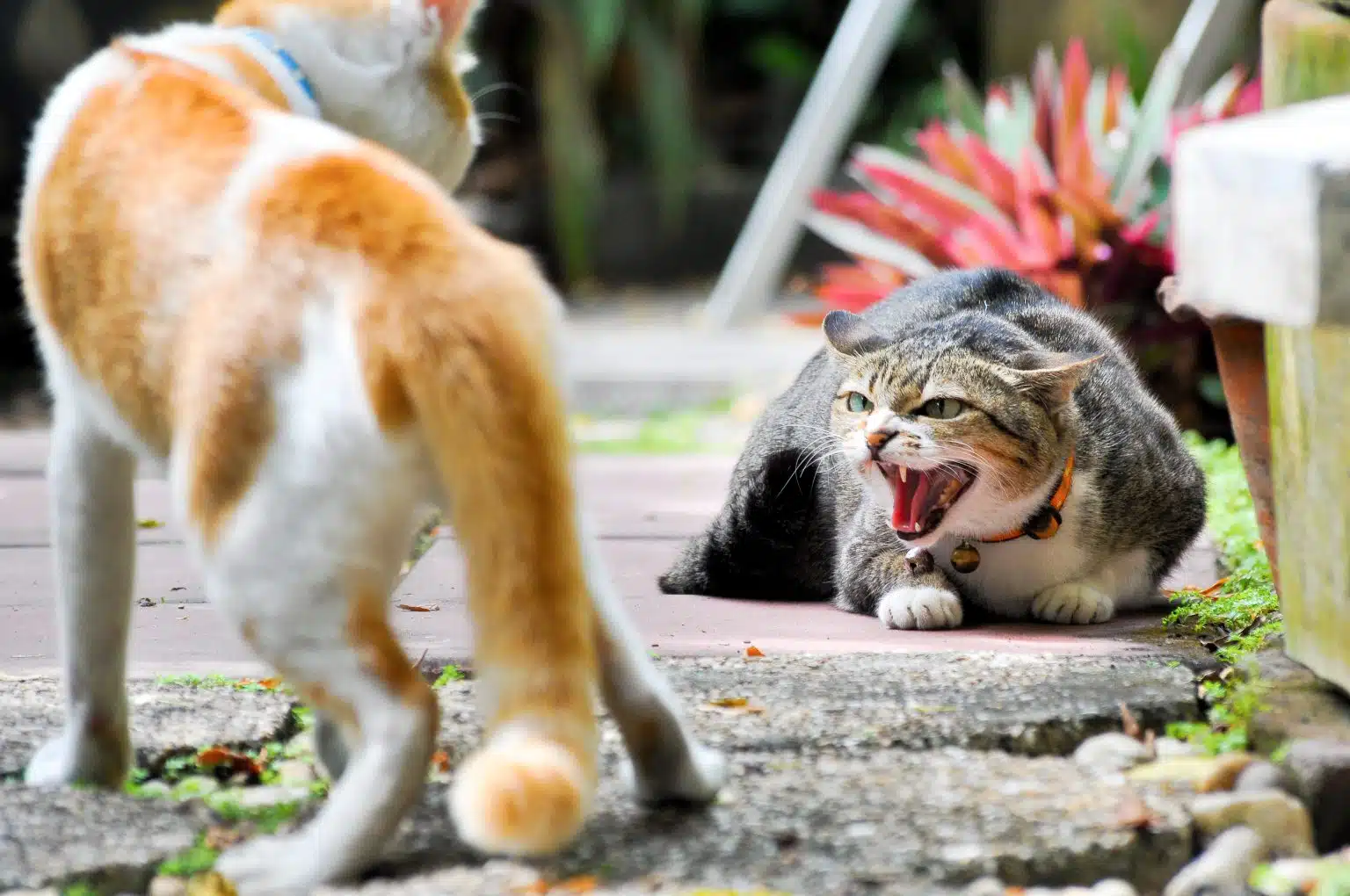 Break Up a Cat Fight Safely with These 3 Methods - PD Insurance