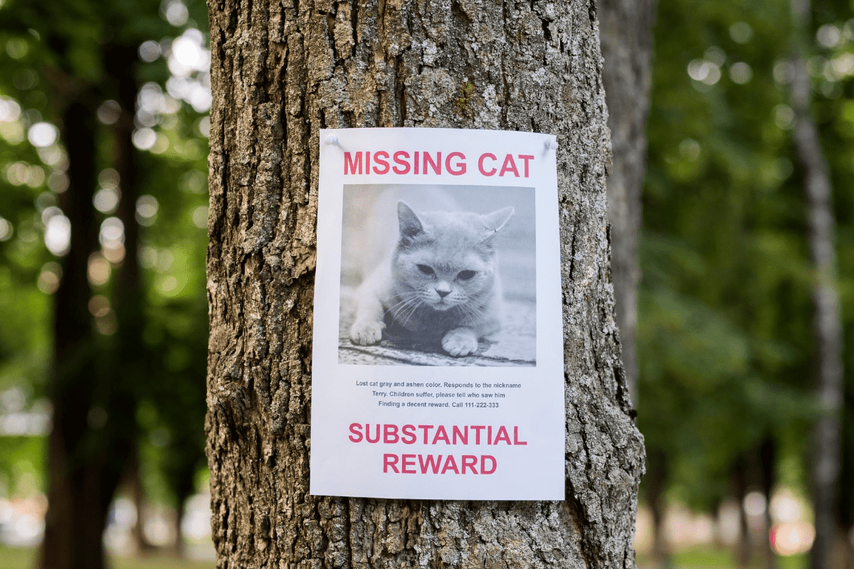 Lost Pets Can Be Hard To Find So Follow These Tips PD Insurance
