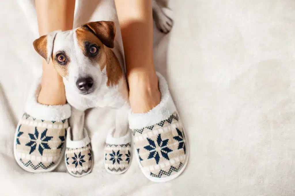 How to Keep Your Pet Warm: Top Tips - PD Insurance