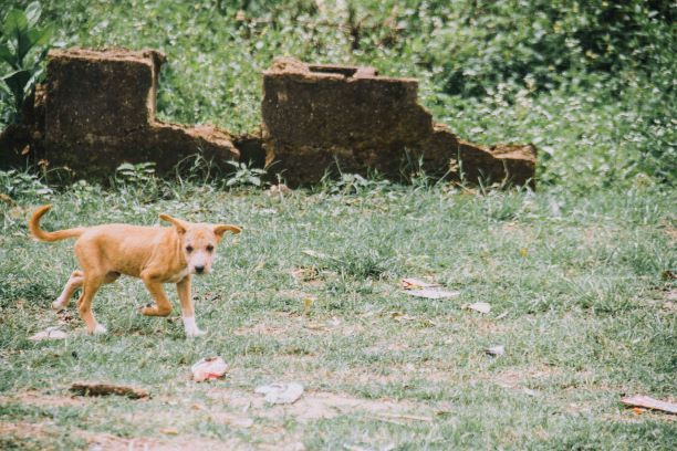 Lost Pet In Fire or Flood? Steps to Take - PD Insurance