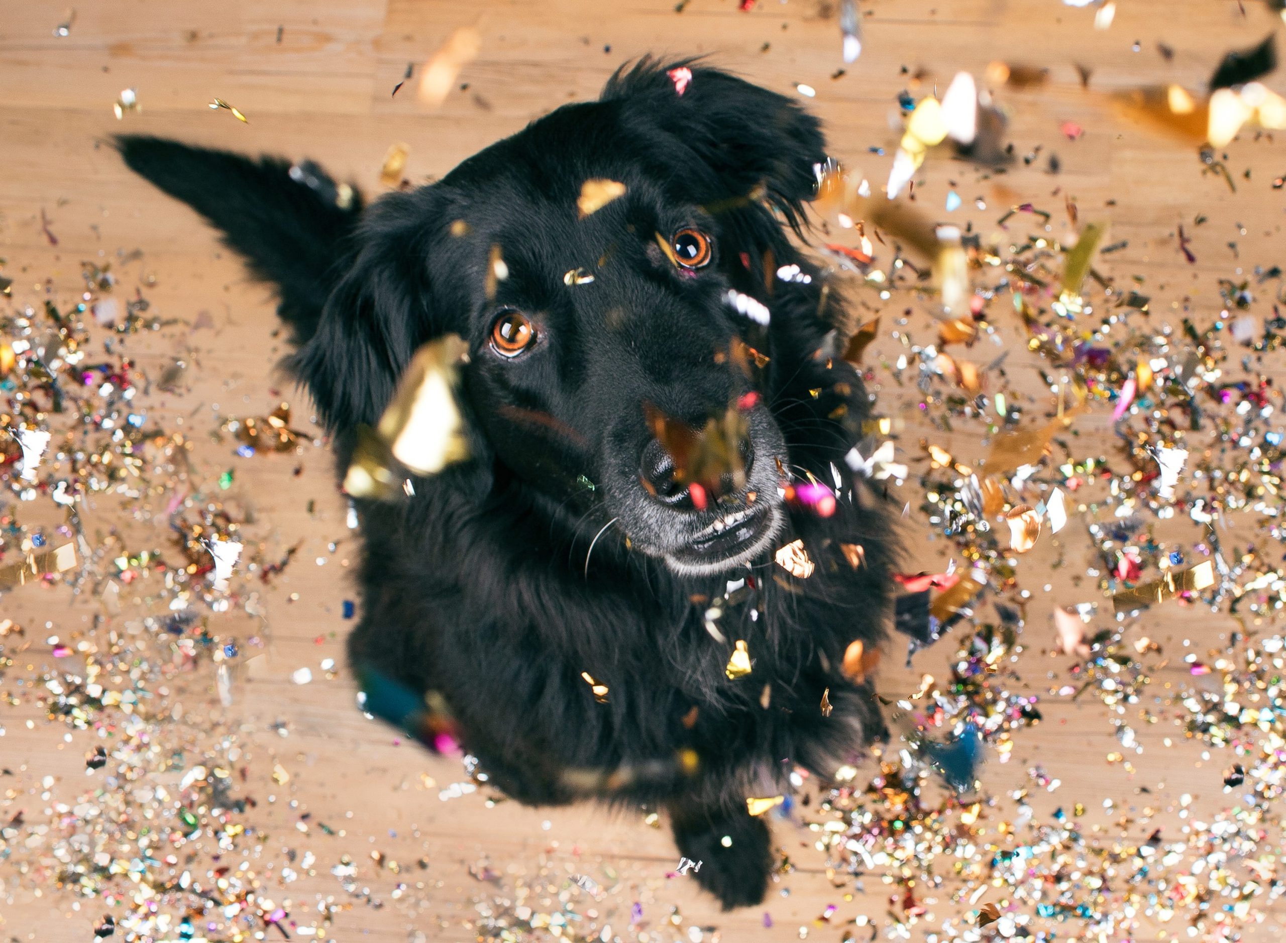 Pet Safety and Fireworks this Holiday Season - PD Insurance