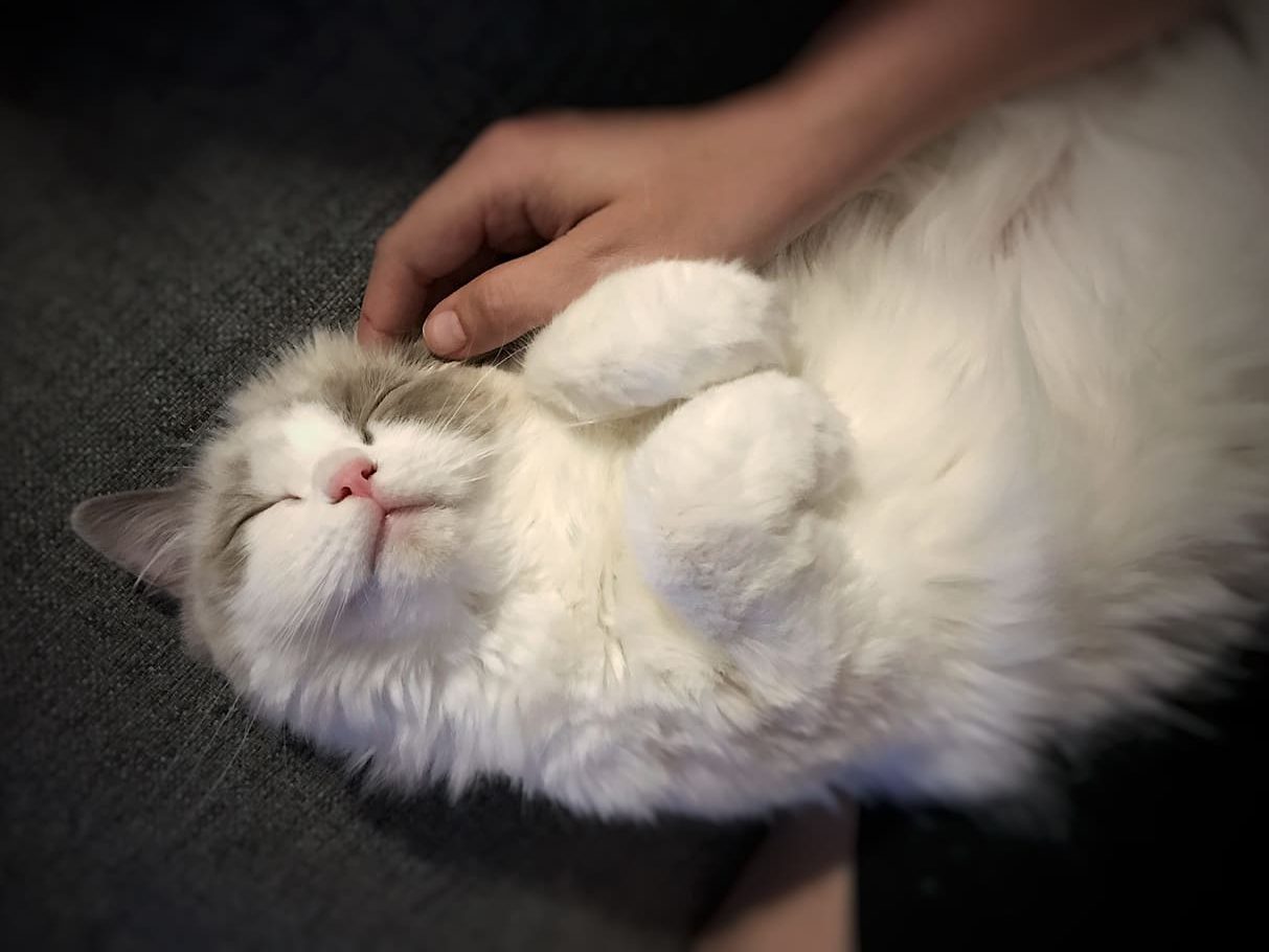 Friendliest Cat Breeds For Your Household - PD Insurance