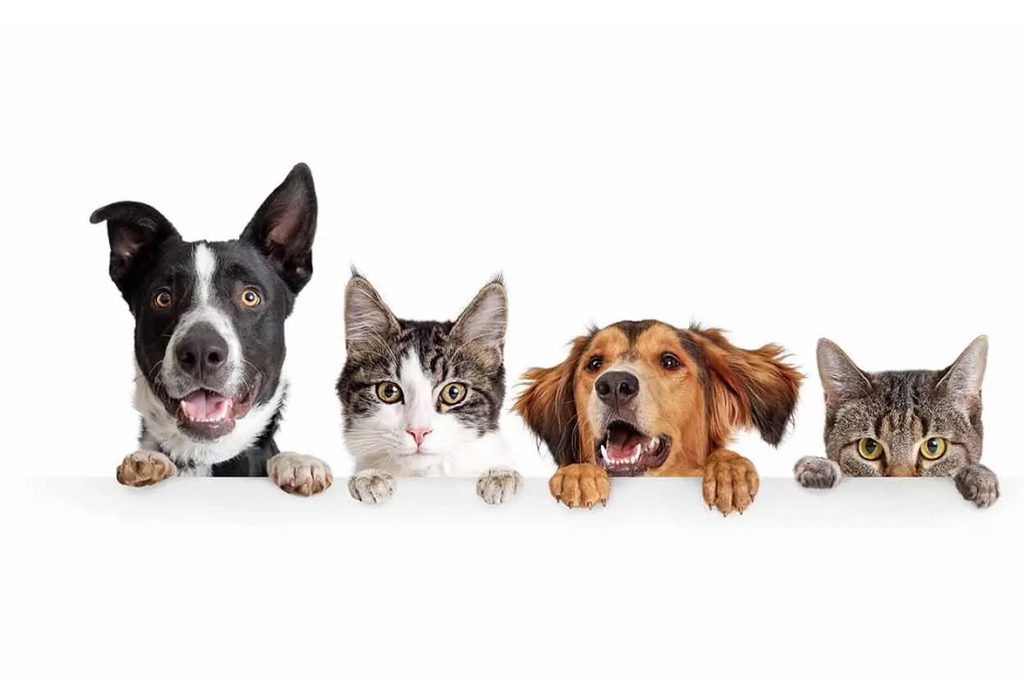 Car Insurance Quotes Online in Australia - PD Insurance