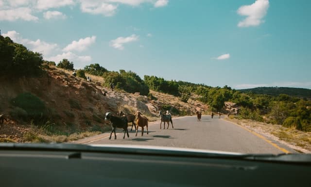 7 Animals on Roads in Regional Areas: Watch Out - PD Insurance