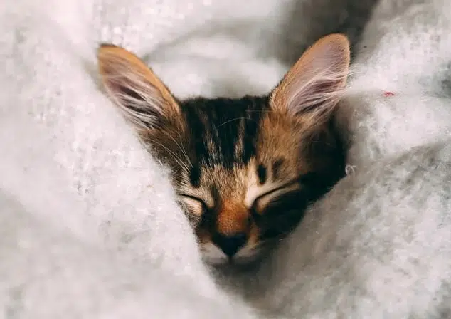 Cat’s Purr: Decoding the Meaning - PD Insurance