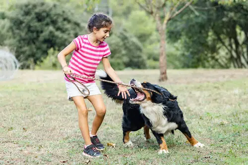 Kids and Dogs: Respecting the Other’s Boundaries - PD Insurance