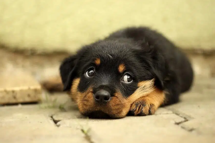 National Pet Day: Let's Donate to Animal Shelters - PD Insurance