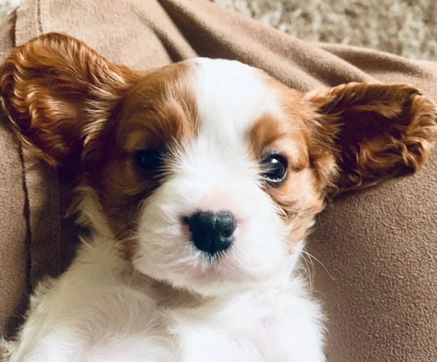 What Is The History Of Dogs