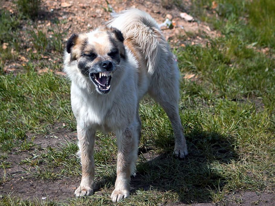What To Do When My Dog Bites Me what-to-do-when-my-dog-bites-me