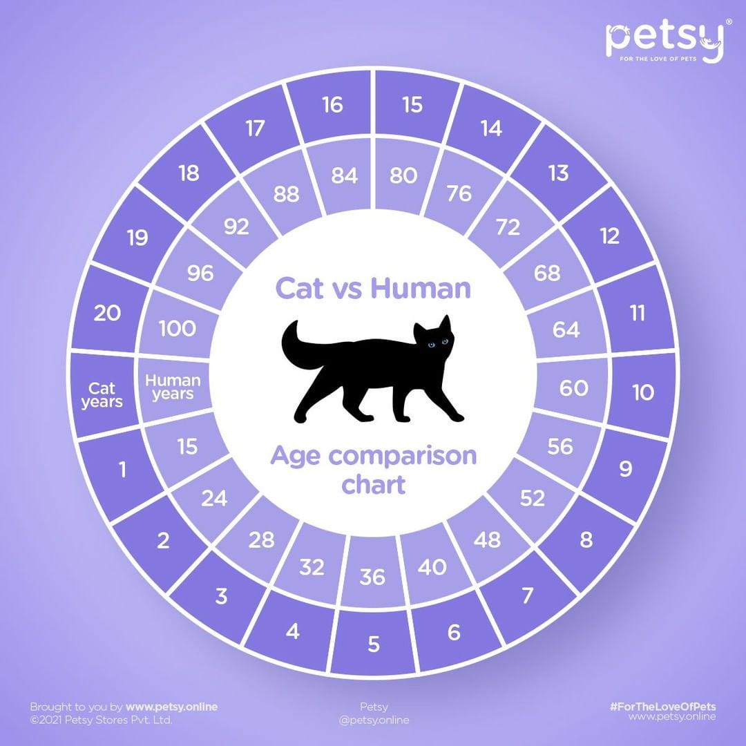 How Long Do Cats Live? All the Answers Are Here - PD Insurance