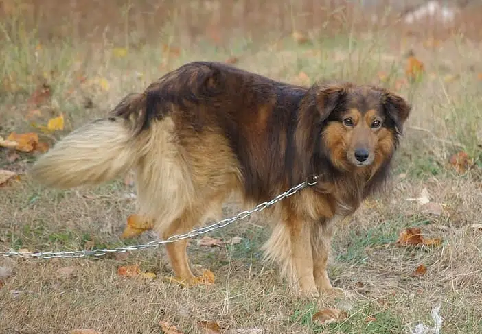 Dog Chaining: When is it Cruelty to Animals? - PD Insurance