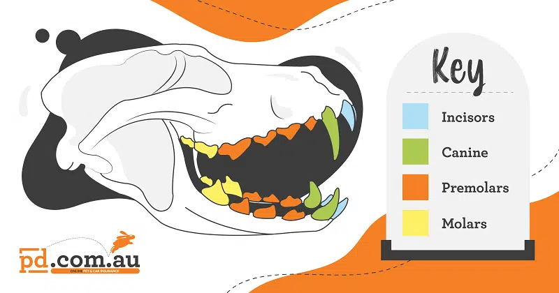 dog teeth chart