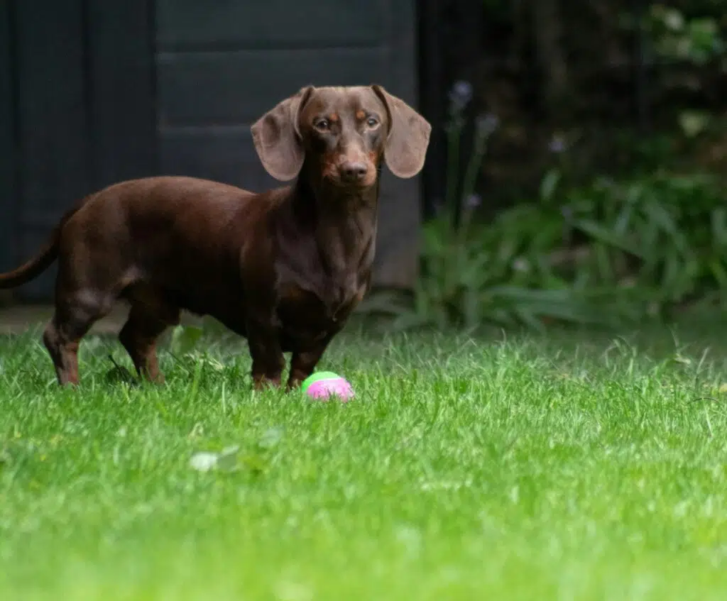 IVDD in Dachshunds and Other Dog Breeds - PD Insurance