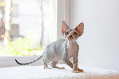 Ugly Cat Breeds You Need in Your World: Fugly is Fantastic! - PD Insurance