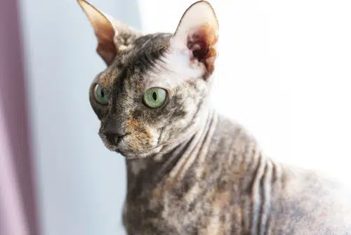 Hairless Cats: 5 Breeds and What You Need to Know - PD Insurance