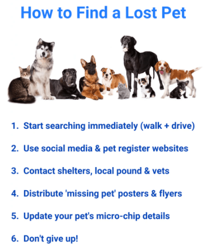 Lost Pets Can Be Hard to Find, So Follow These Tips - PD Insurance