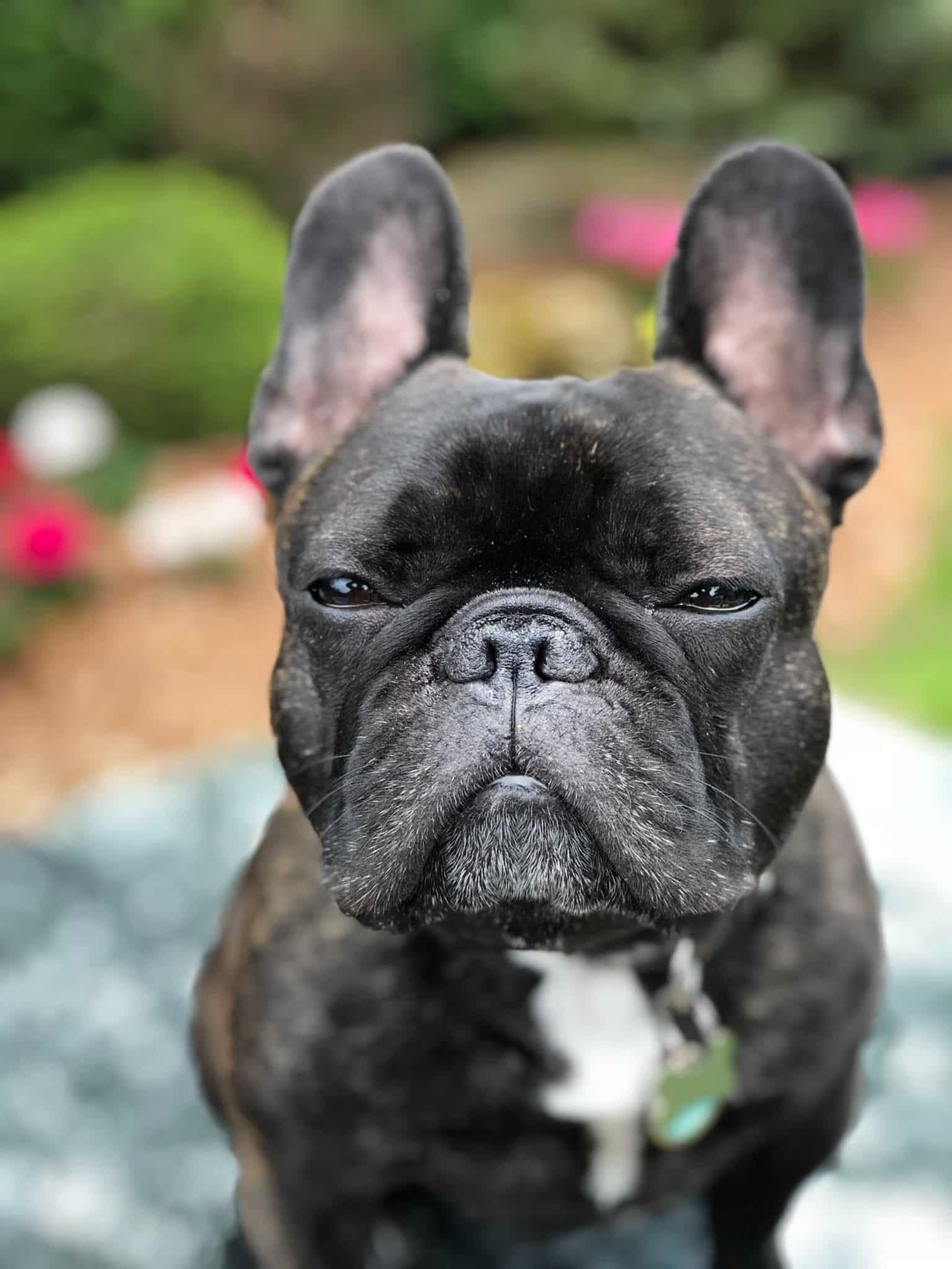 Ear Infection in French Bulldogs & Skin Infection Issues - PD Insurance