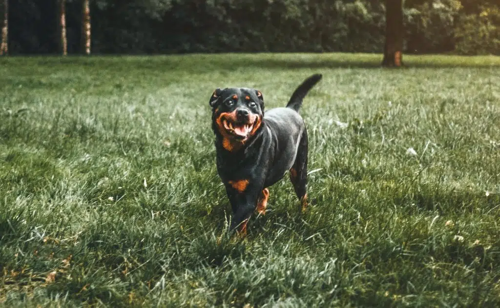 Best Dog Breeds: How to Choose Your Perfect Match - PD Insurance