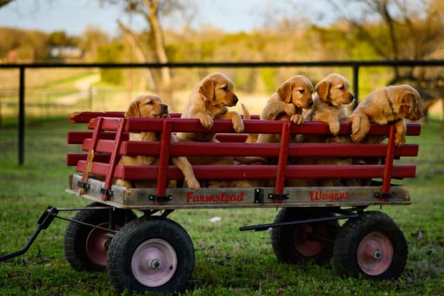 Pet Road Safety 101: Avoiding Them Getting Hit - PD Insurance