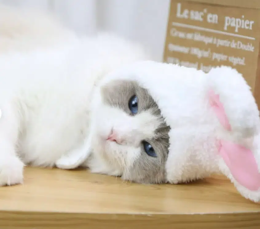 Easter Costumes For Cats: They're Meow-nificant! - PD Insurance