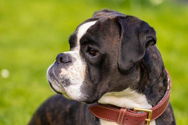 Boxer Dogs Australia: Health Facts and More - PD Insurance