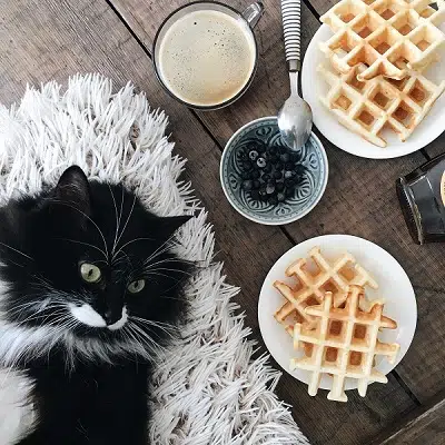 What Do Cats Like to Eat for Breakfast? - PD Insurance