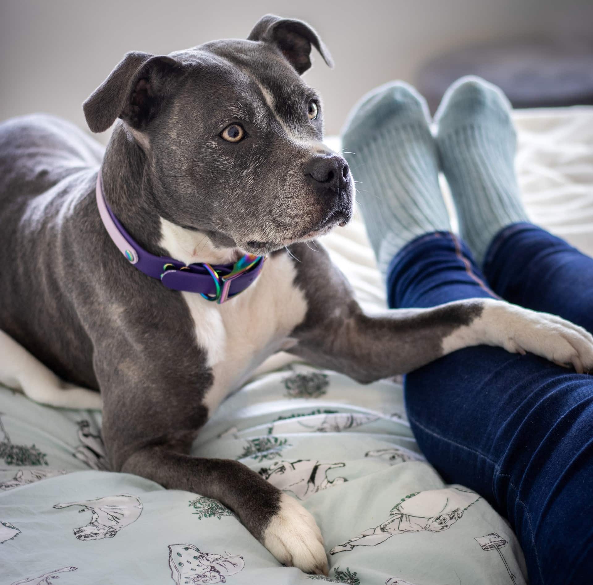 Staffy Hearts Are Bigger Than Any Bite: Read Why - PD Insurance