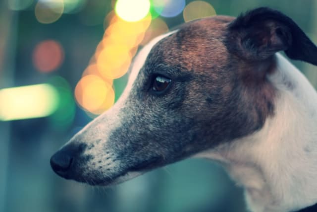 Australian Dog Breeds & Their Portraits - PD Insurance