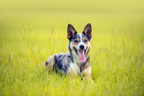 Australian Dog Breeds & Their Portraits - PD Insurance