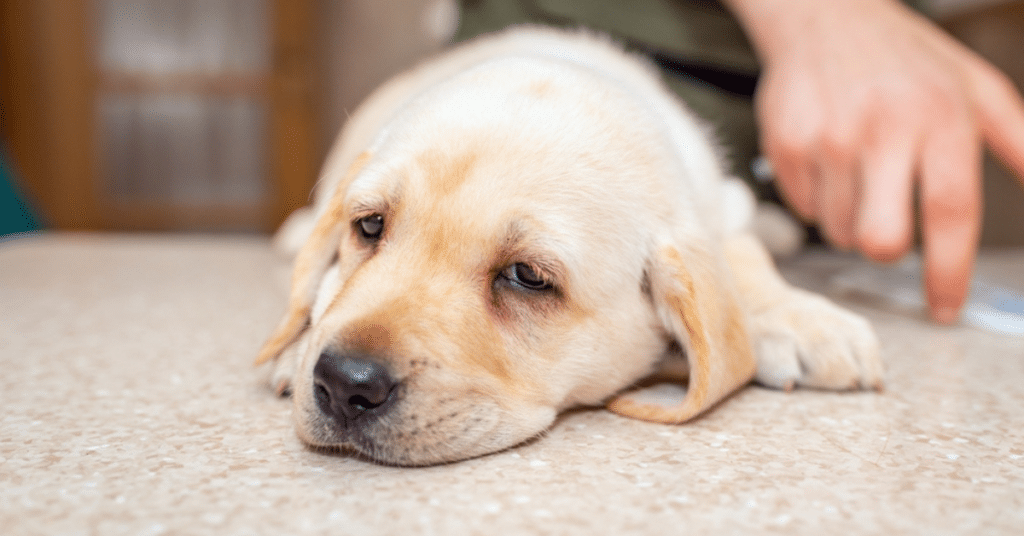 Dog Poisoning FAQ - Symptoms and Treatment - PD Insurance