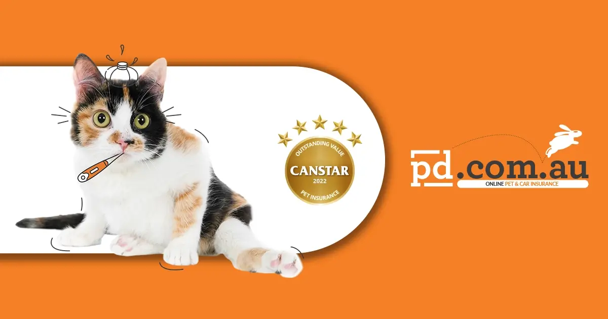 Cat Insurance Australia | Save on Pet Insurance - PD Insurance