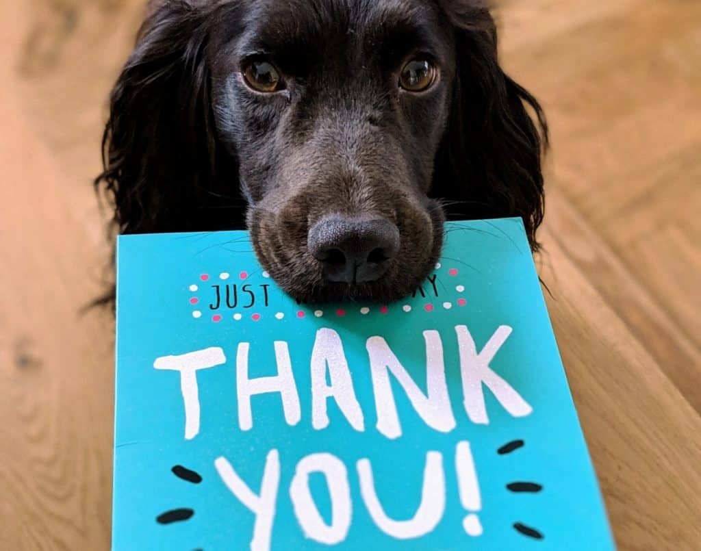 World Vet Day 2025 Facts, Ways to Celebrate & More - PD Insurance