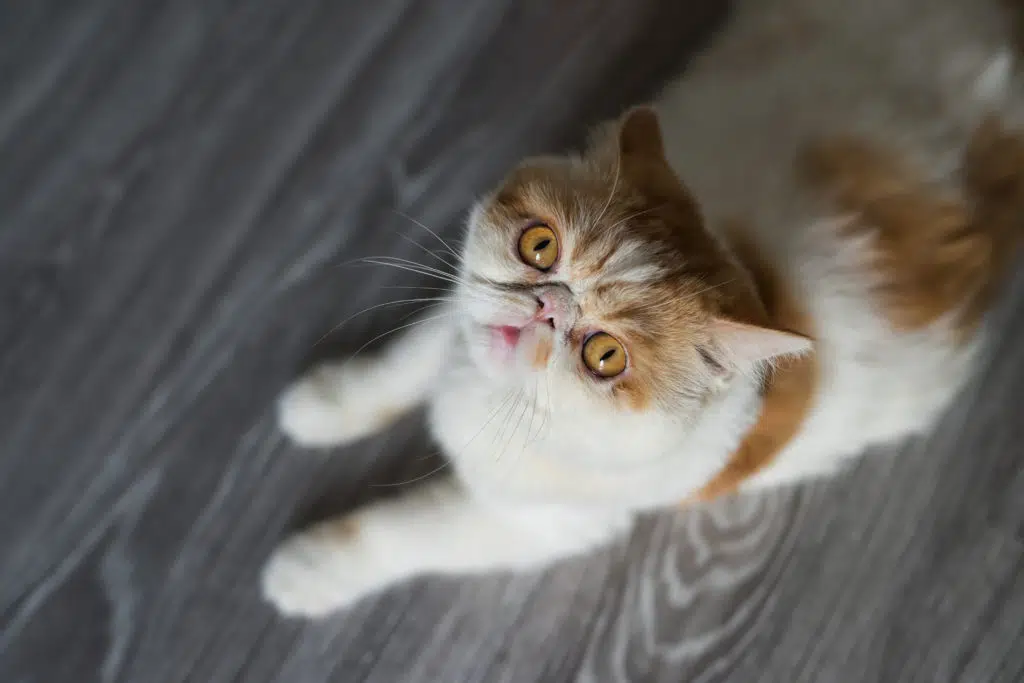 Exotic Shorthair Cats: Everything You Need to Know About this Pet