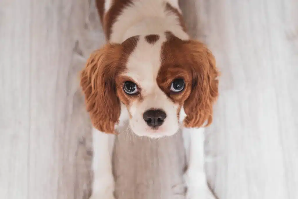 How to Spot a Puppy Scam in Australia and Buy Your Pet Safely - PD ...