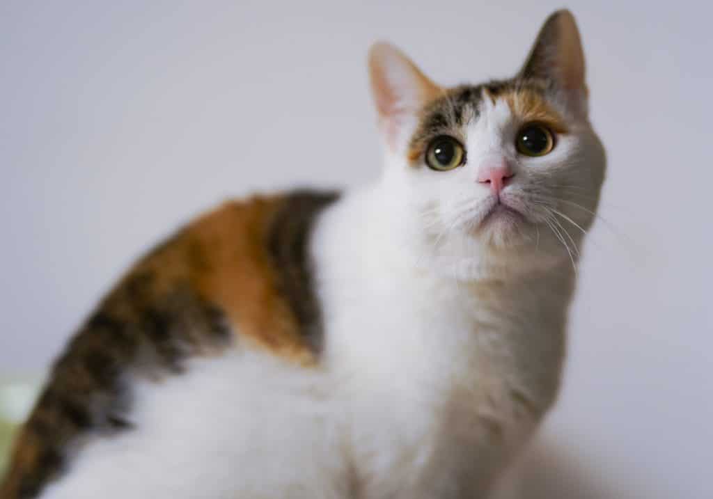 Cat Blood Donation: Could Your Kitty Save Lives? - PD Insurance