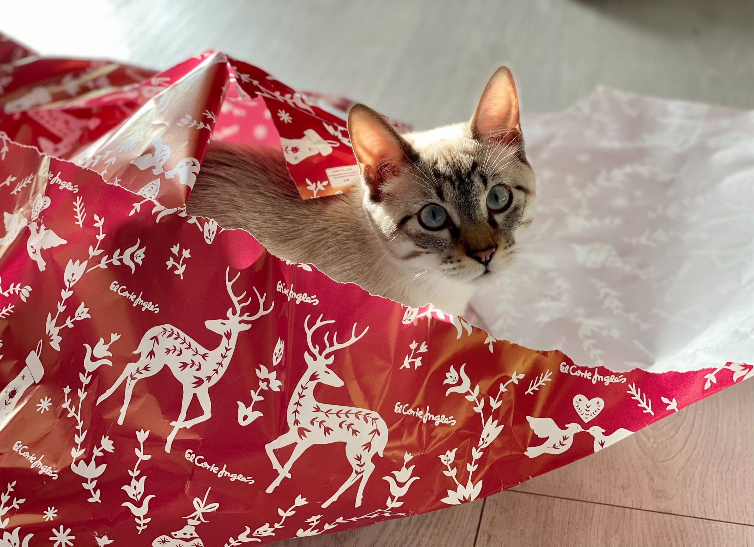 Christmas Gift Ideas for Pets - PD Insurance