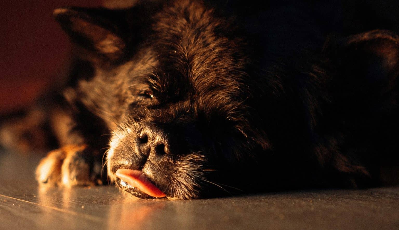 Normal Dog Blood Pressure vs High or Low - PD Insurance