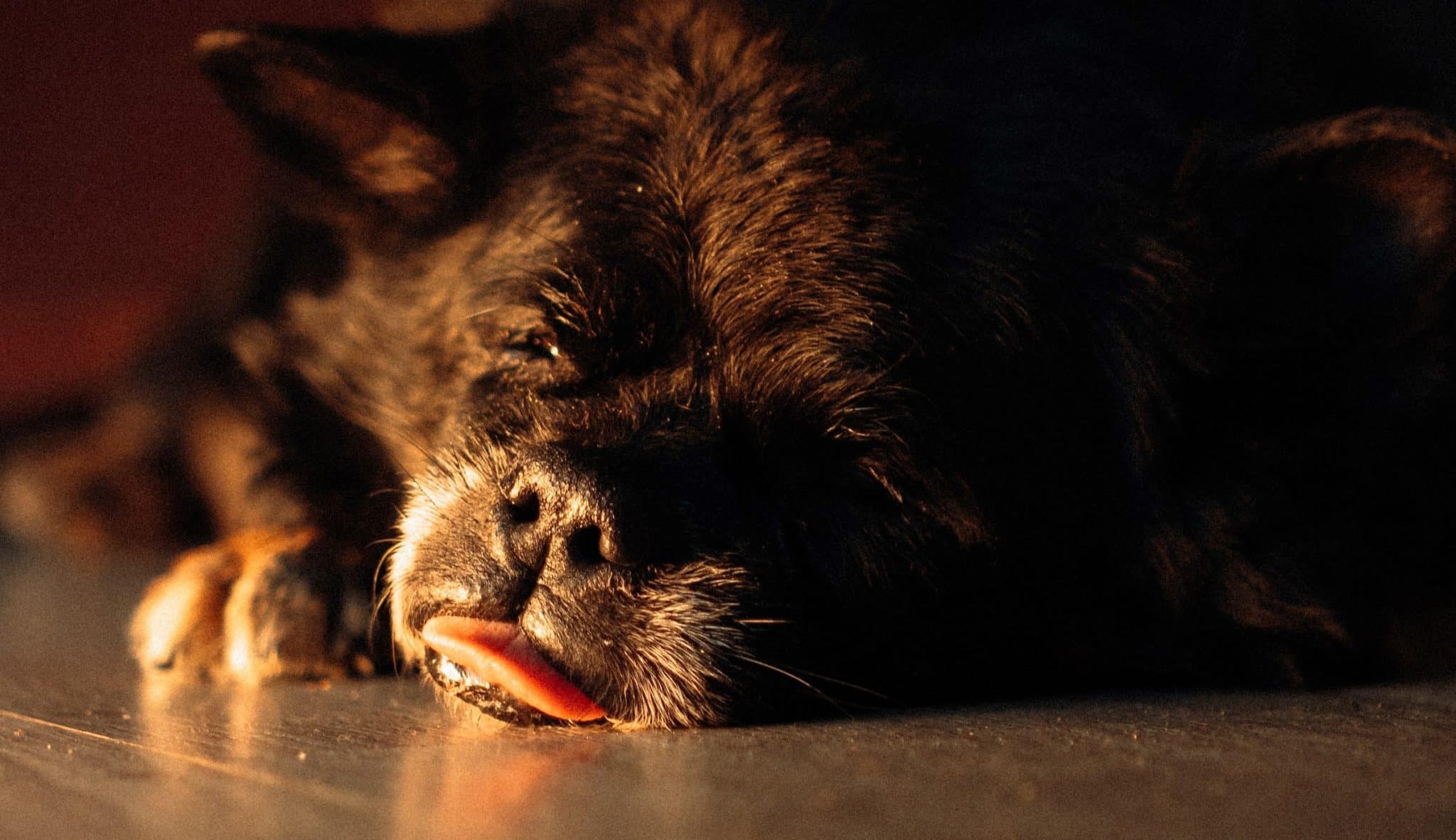 Normal Dog Blood Pressure vs High or Low - PD Insurance