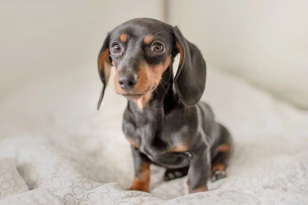 Cute Sausage Dog Pictures & Captions - PD Insurance
