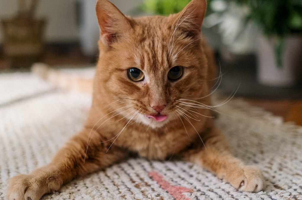 Pet Fur: How to Remove It from Clothes & Furniture - PD Insurance