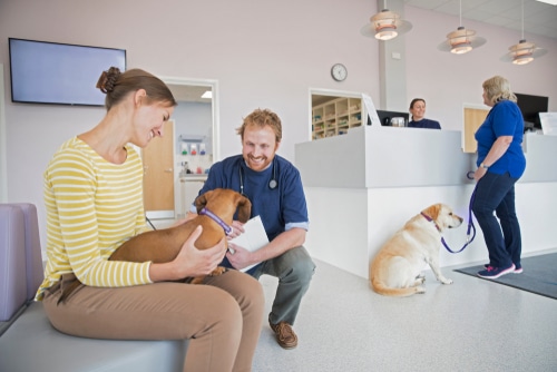 Are Vet Bills Expensive? Yes or No? We Answer - PD Insurance