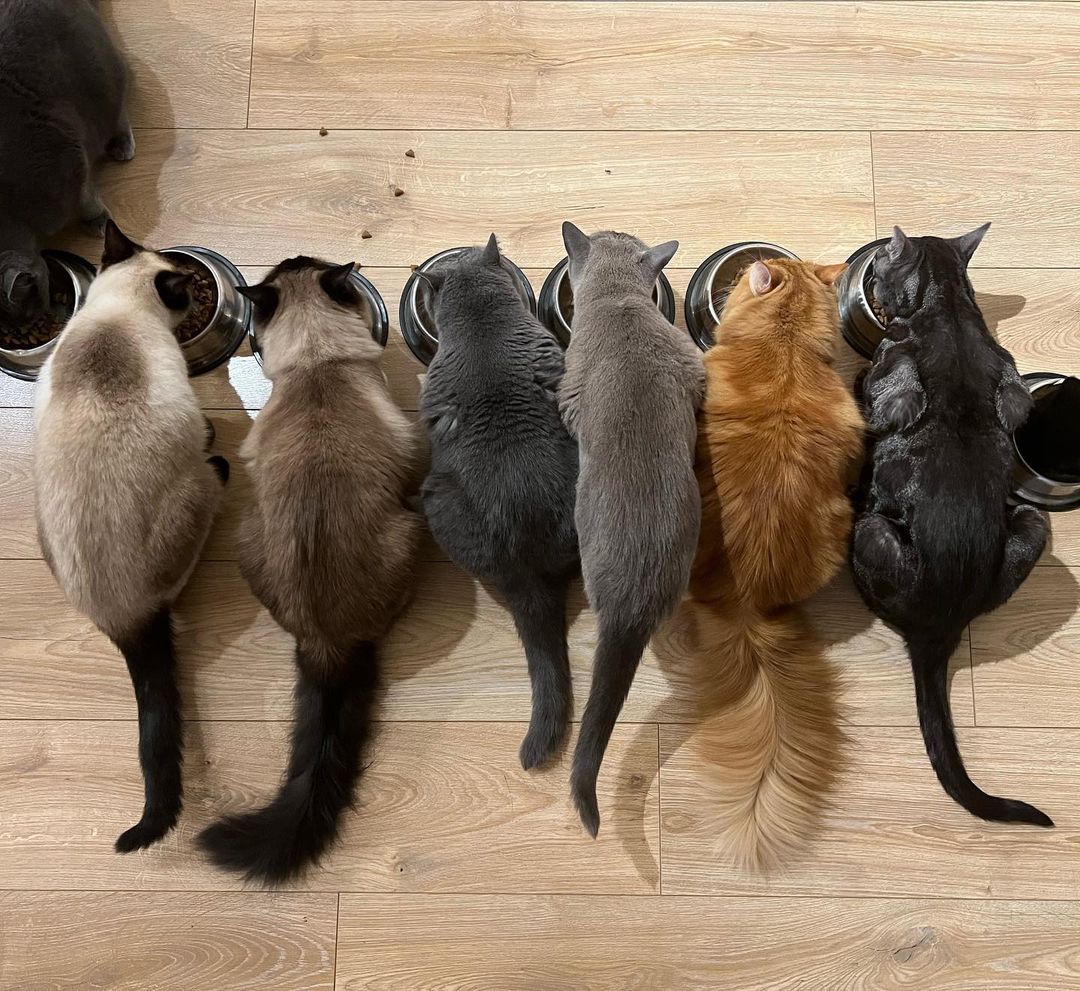 Ways to Pamper Your Cat: Our Top 12 - PD Insurance