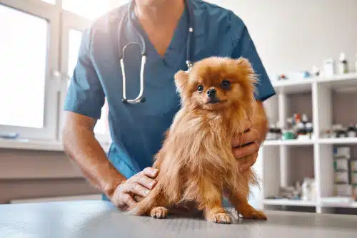 UTI in Dogs: Symptoms, Treatment and Prevention - PD Insurance