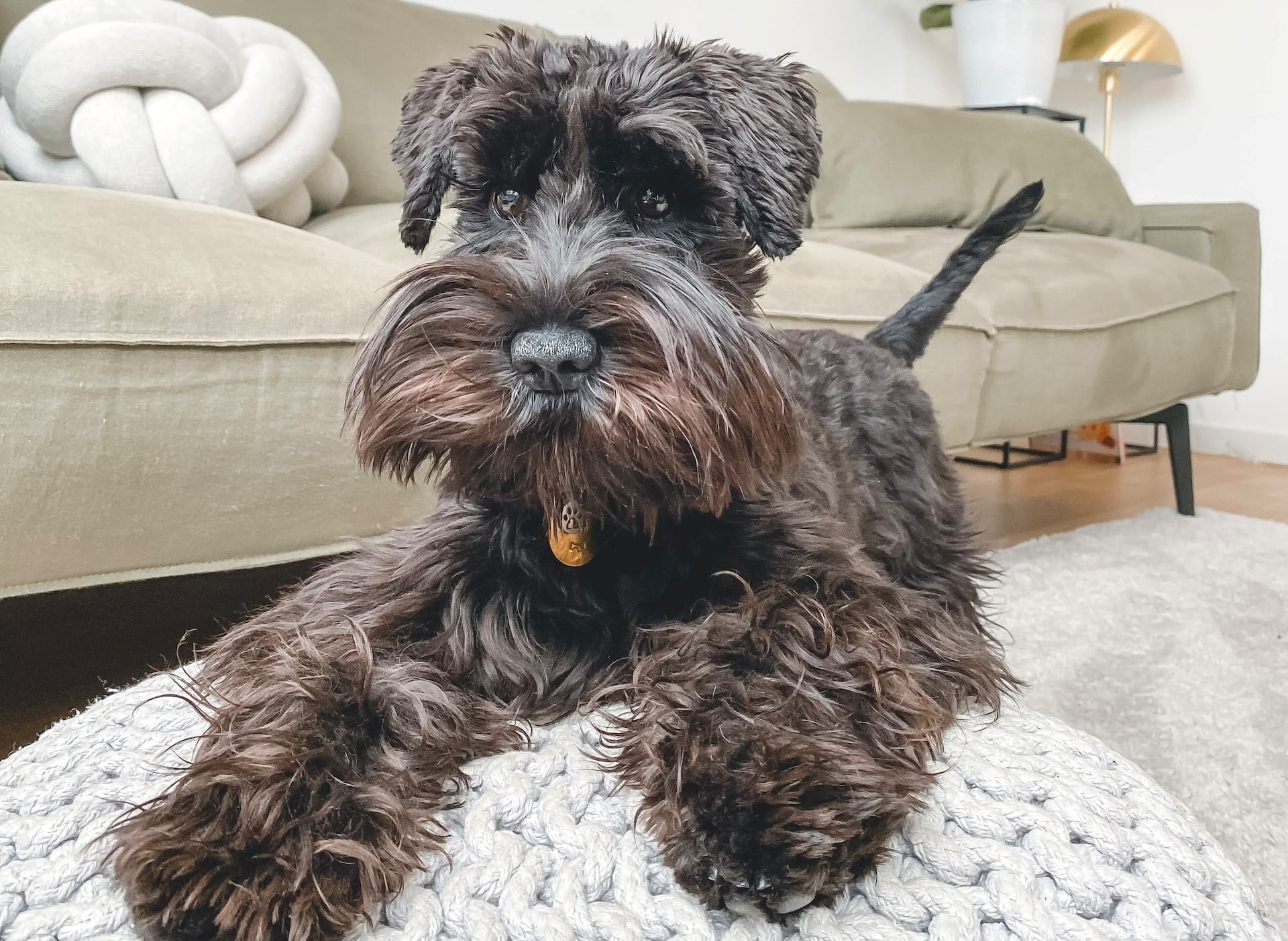 The Schnauzer Dog: Everything You Need to Know - PD Insurance