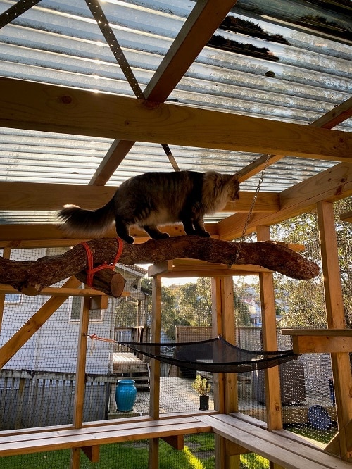 The Catio: Your Ultimate Guide - PD Insurance