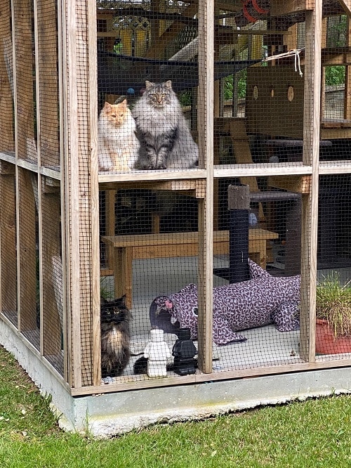 The Catio: Your Ultimate Guide - PD Insurance