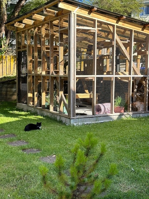 The Catio: Your Ultimate Guide - PD Insurance