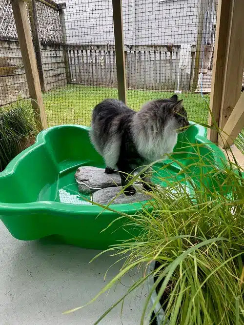 The Catio: Your Ultimate Guide - PD Insurance