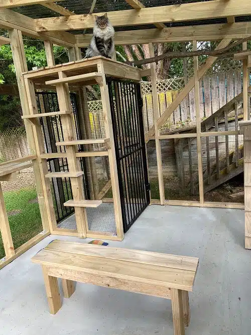 The Catio: Your Ultimate Guide - PD Insurance